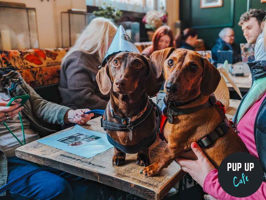 Pup Up Cafe | Pop-up dog cafes with ballpits, treats and puppuccinos ...